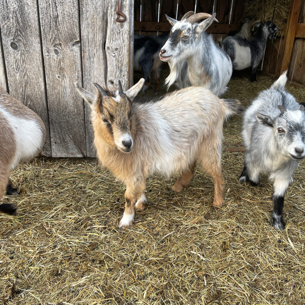 Farm Stands - CN Smith Farm